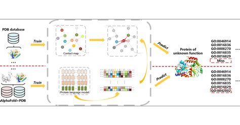 Enhancing Protein Function Prediction Performance By Utilizing