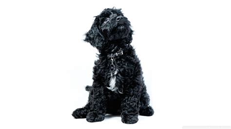 A Black Cockapoo Puppy Dog Looking Up 4k Uhd Wallpaper For Ultrahd