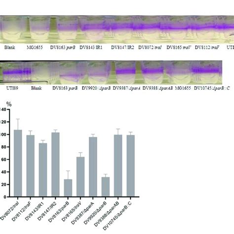 Biofilm Formation By The Transposon Insertion Mutants A And B The Download Scientific