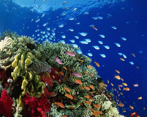 Underwater Desktop Wallpaper 49 Images