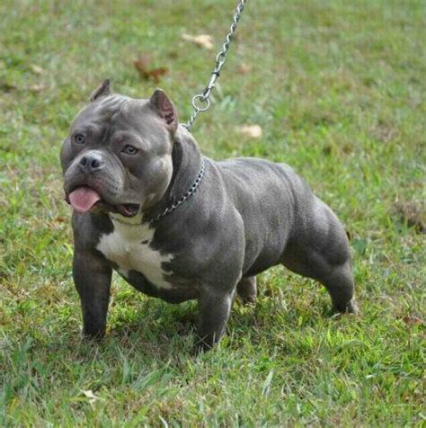 What Is The American Bully Here Is The Bully Breed 101 American Bully