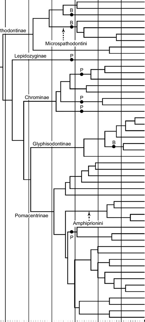 Chronogram Depicting The Evolutionary Relationships And Taxonomic