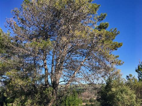 Dying Pine Tree What To Do With A Volunteer Plum Tree The Dirt Gardener