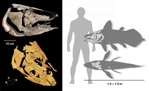 Species New To Science Paleoichthyology • 2024 Reconstructing An