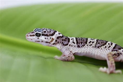 Leopard Gecko Green