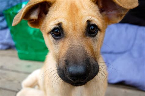 Chinook Dog Breed Information And Pictures Petguide Petguide