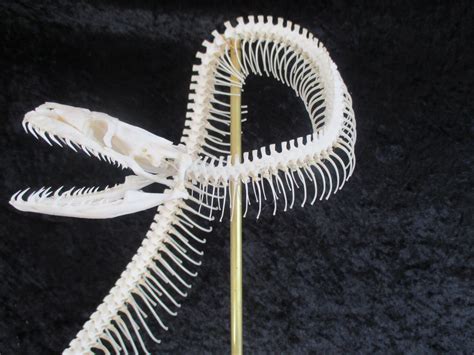 skelet python stone and bone
