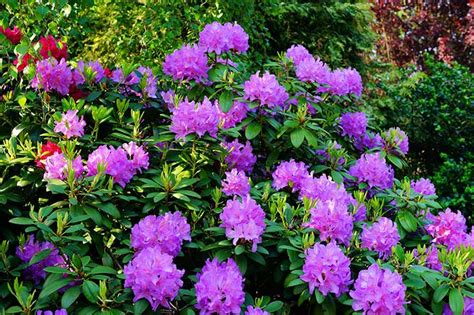 Rododendrony: pěstování, údržba a řez rododendronů | Česká zahrádka