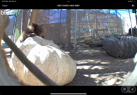 Massive Pumpkin Ted To Orphaned Bear Cubs At Ramona Wildlife Center San Diego Ca Patch