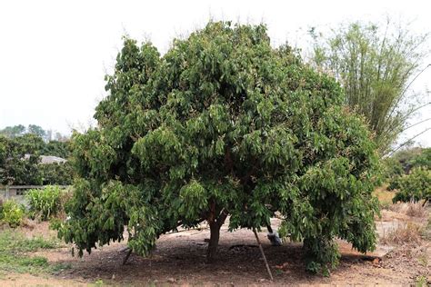 Trees That Start With L Varieties Characteristics Care