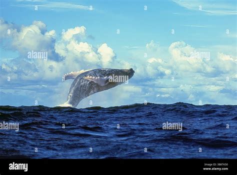 Male Humpback Whale Megaptera Novaeangliae Leaping High Out Of The