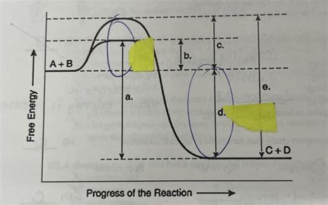 Biology 201 Final Exam Review Flashcards Quizlet