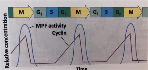 Ap Bio Cell Cycle Flashcards