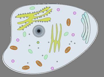 Difference Between Cytoplasm And Protoplasm With Comparison Chart Bio Differences