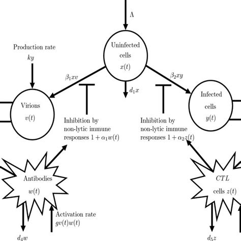 Flowchart Of The Viral Model 2 Download Scientific Diagram