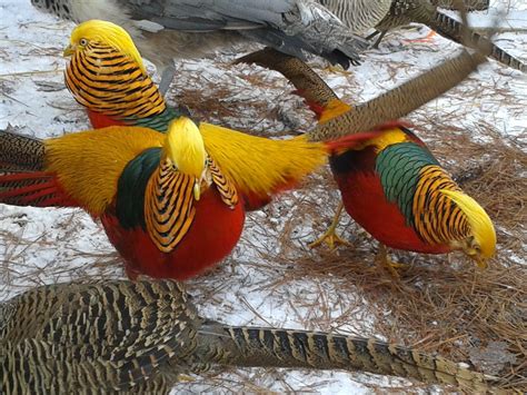 Beginners Guide For The Red Golden Pheasant Pic Heavy With Mutation