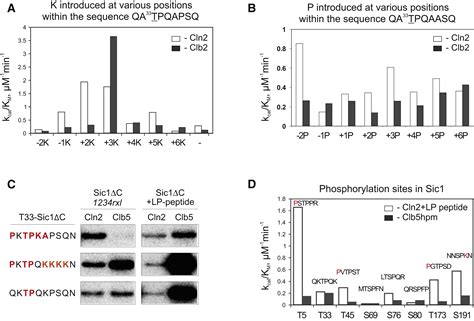 Dynamics Of Cdk1 Substrate Specificity During The Cell Cycle Molecular Cell