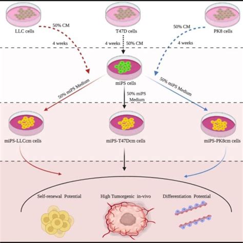 Schematic Overview Of The Preparation Of CSCs Subjected To This Study Download Scientific Diagram