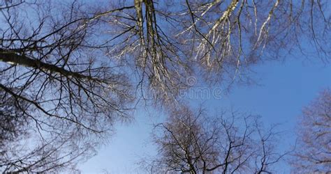 Deciduous Trees In Spring Season Smoothly Moving Between Trees Gimbal