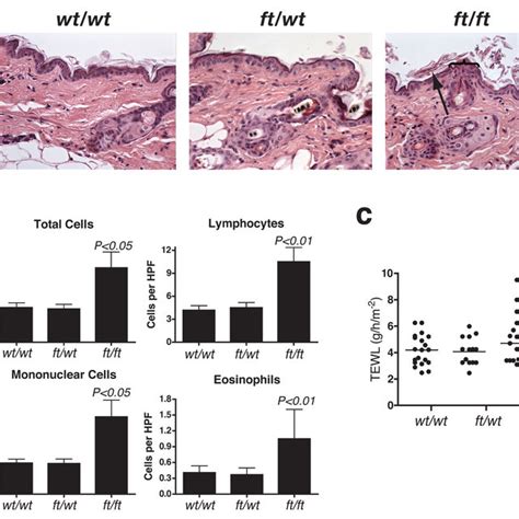 Murine Filaggrin Gene Structure And Mutation Identification A The