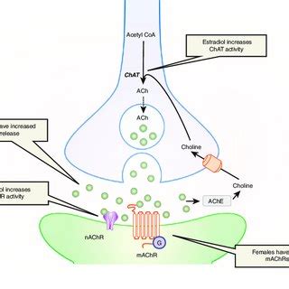 This Image Illustrates Sex Differences In ACh Activity And Its Download Scientific Diagram