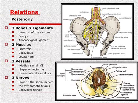 Surgical Rectal Anatomy Ppt