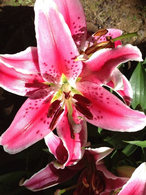 30 Free Stargazer Lily Stargazer Images Pixabay