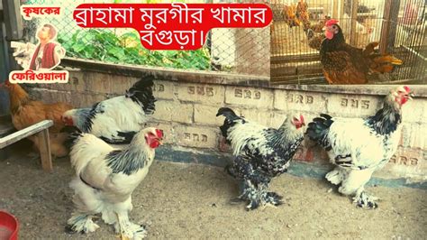 Fancy Murgi Price In Bangladesh Brahama Murgir Khamar ব্রাহামা মুরগির খামার বিদেশি মুরগি