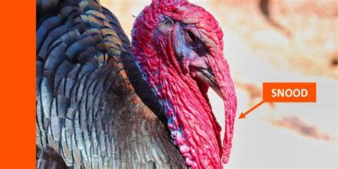 From Beards To Fans [anatomy Of A Turkey] N1 Outdoors