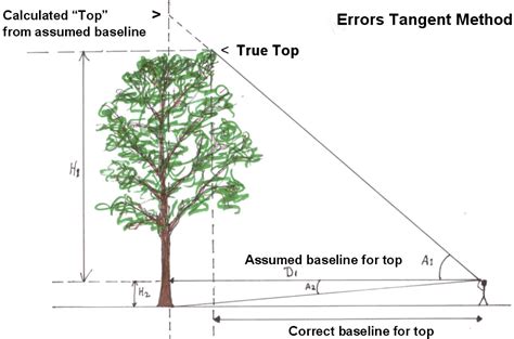 exactly measuring tree height