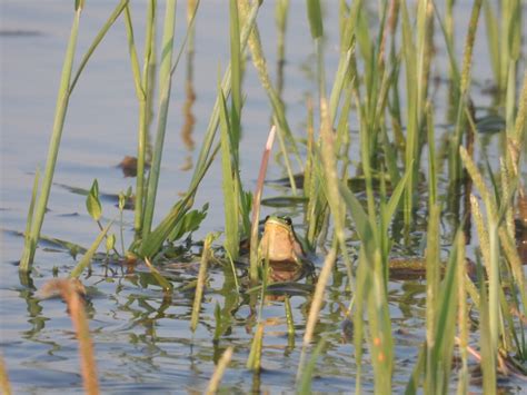 내가 직접 찍은 야생 개구리 사진 포텐 터짐 최신순 에펨코리아