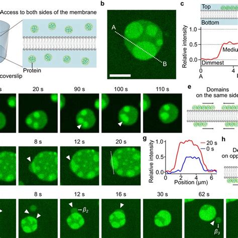 Protein Phase Separation On Both Membrane Surfaces Leads To