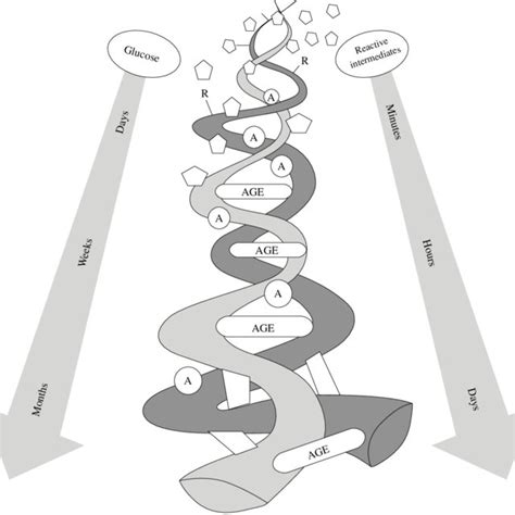 Schematic Diagram Illustrating The Course Of Age Formation On A