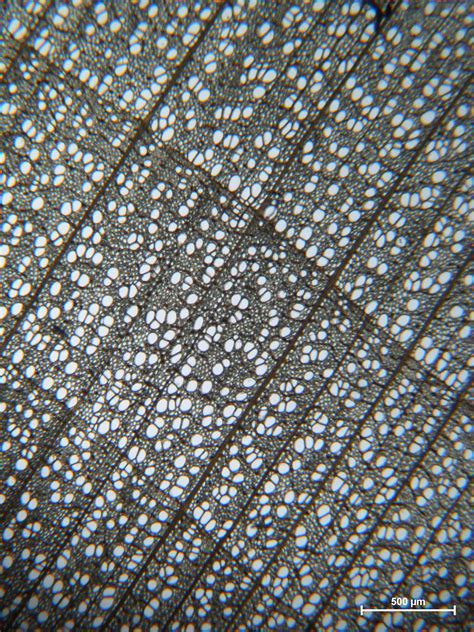 Microscopy Reference Slides Architectural Conservation Laboratory