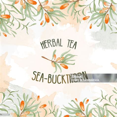 수채화 그림 바다 갈 매 나무속 초본 차 프레임입니다 손으로 만든 라벨 0명에 대한 스톡 벡터 아트 및 기타 이미지 0명 공예 꽃 식물 Istock