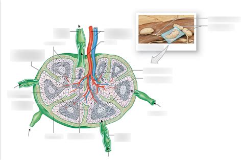 Figure 22 6 Part 1 Of 2 Diagram Quizlet
