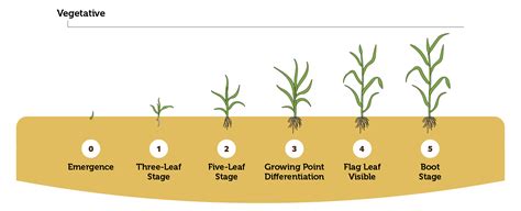Sorghum Plant Diagram