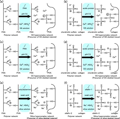 Schematic Illustration Of The Hypercomplex Network Formation Via