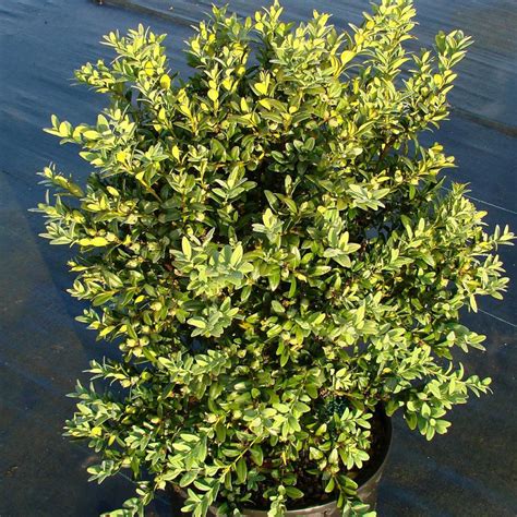 Boxwood Newport Blue Bay Gardens
