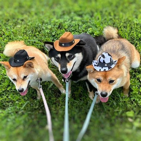 【カウボーイハット 犬】 帽子 コスプレ 夏 暑さ対策 ペット 服 犬服 キャップ ハット 被り物 熱中症対策 柴犬 小型犬 中型犬 ドッグ