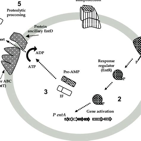 Regulation Of The Synthesis Of Enterocin A From Enterococcus Faecium Download Scientific