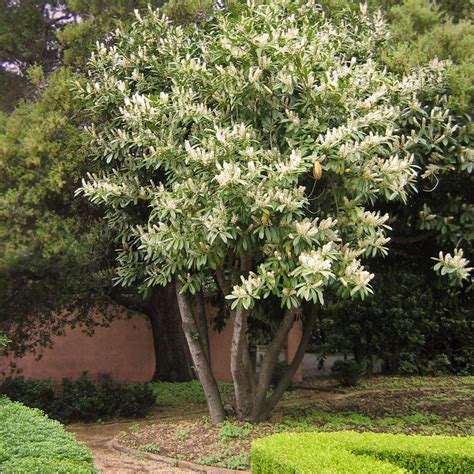 English Laurel Plants Express