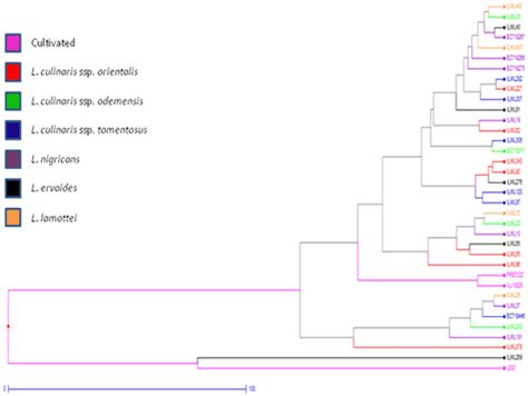 Hierarchical Clustering Of Lens Core Set Accessions Based On Download Scientific Diagram