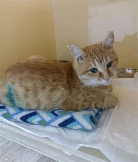 Срочно ищу дом для молодой кошечки Кошечка живёт на дачах Кормится чем придется От холодов