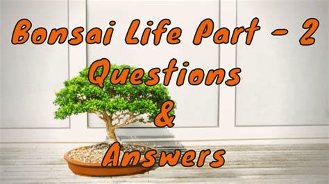 Bonsai Life Part 2 Questions And Answers Wittychimp