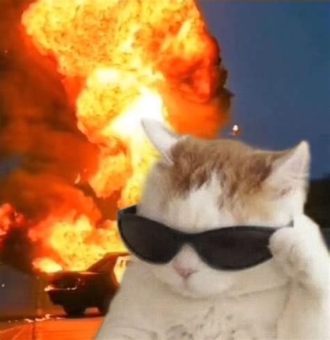 Cat With Fire Meme