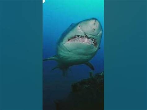 акула 🦈 - YouTube