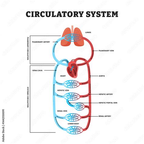 Circulatory System Educational Medical Poster Design Healthcare Scheme