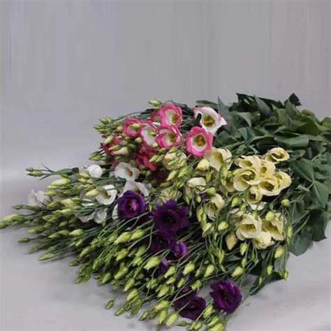 Lisianthus Assorted Colors 70cm 80 Stem Pack Petaldriven