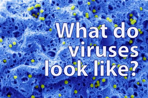 What Do Viruses Look Like Virology Research Services
